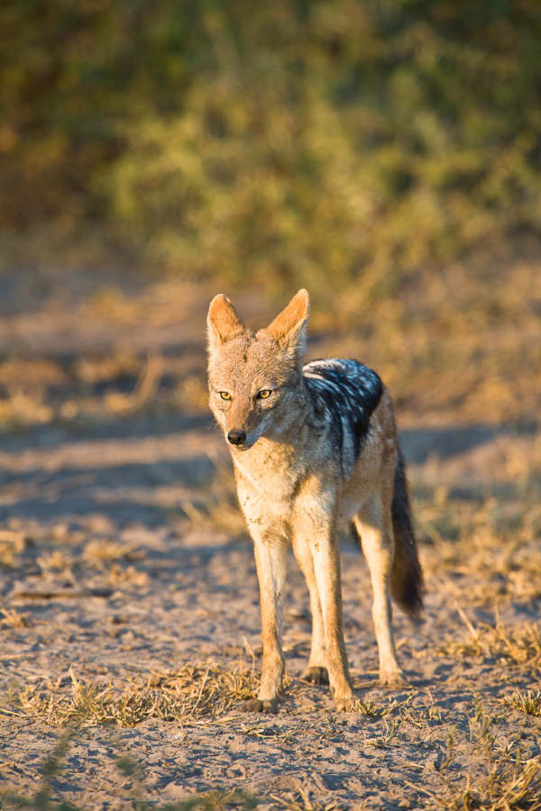 Wildlife – Hoffmann-Photography