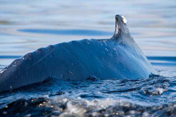 Wildlife – Hoffmann-Photography